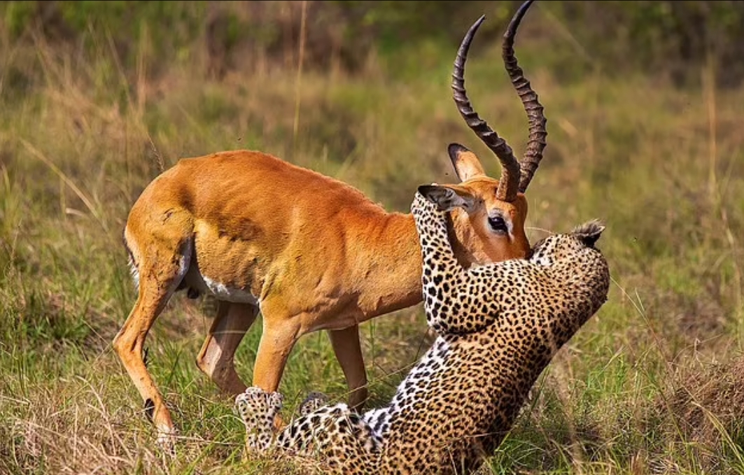 leopard hunting antelope - krkime