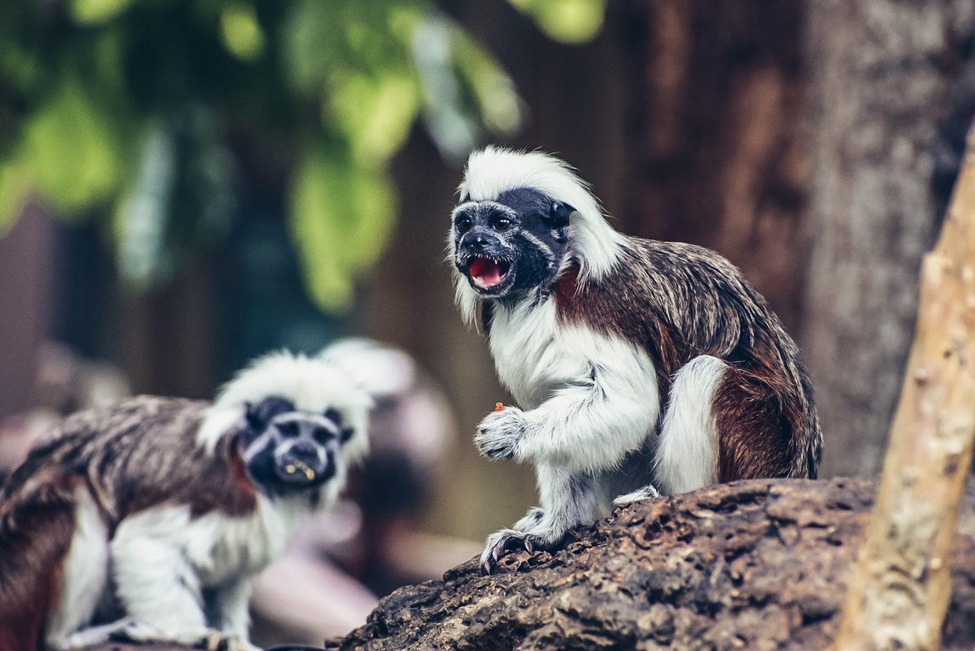 female cotton top tamarin refuse other female outsider to join family - krkime